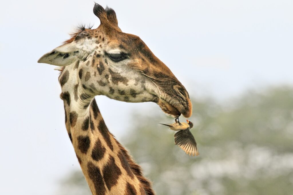 La bellezza e la fragilità della natura negli scatti di Valter Bernardeschi